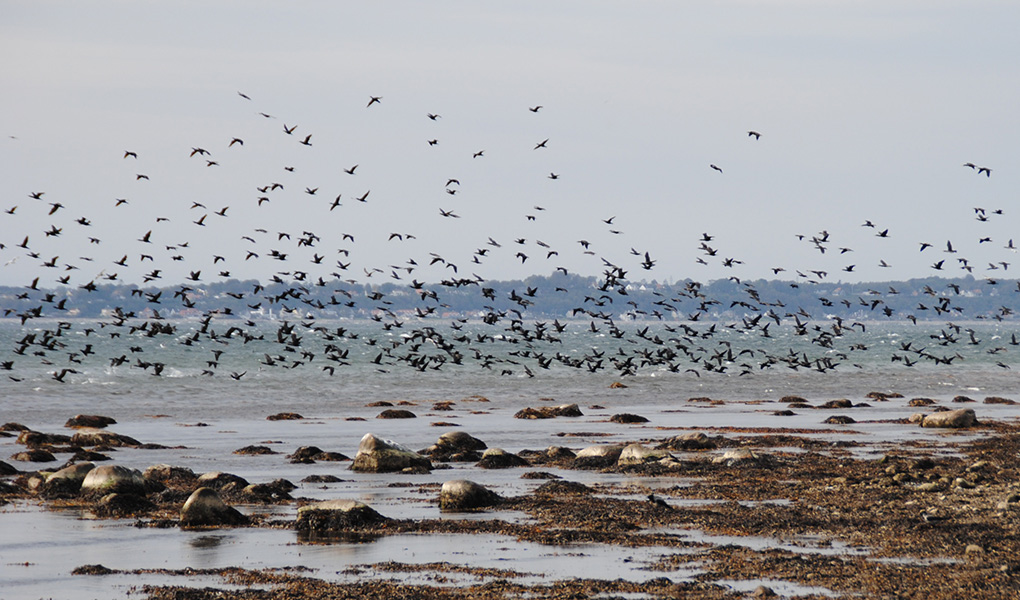 Skarvar påverkar både fiskmängd och fisket | Tidningen Extrakt
