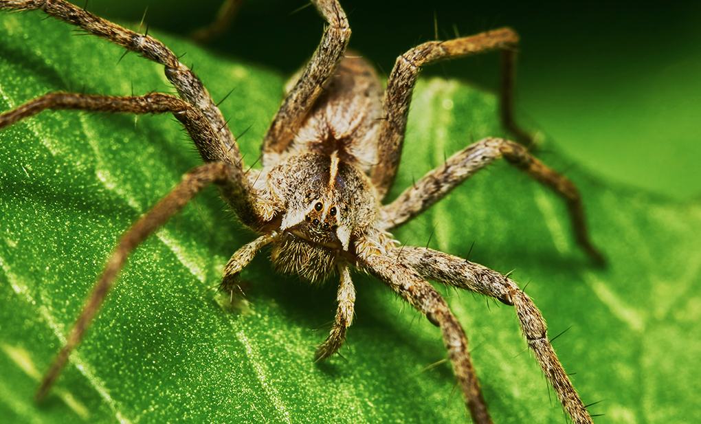 Spindlar - köttätare med stor aptit | Tidningen Extrakt