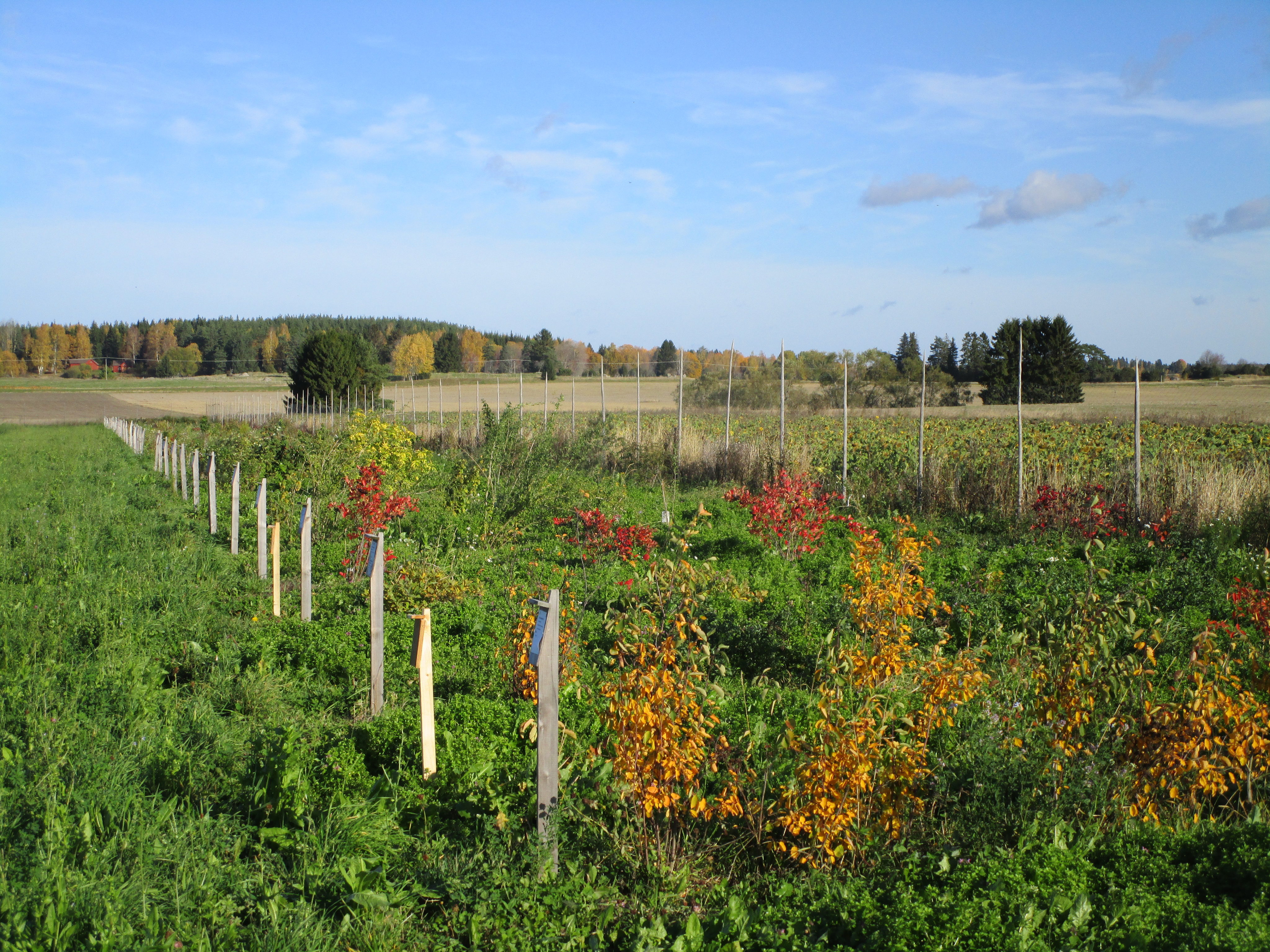 Fleråriga grödor framtidens mat? | Tidningen Extrakt