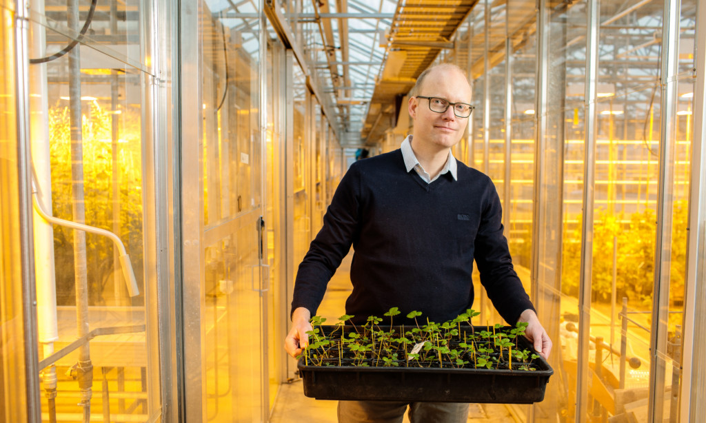 Jordgubbsodlingar giftfria med hjälp av blommor | Tidningen Extrakt