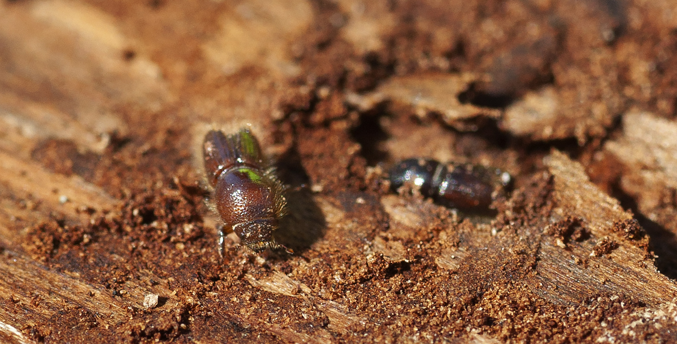 ”Granbarkborrens framfart är brutal” | Tidningen Extrakt