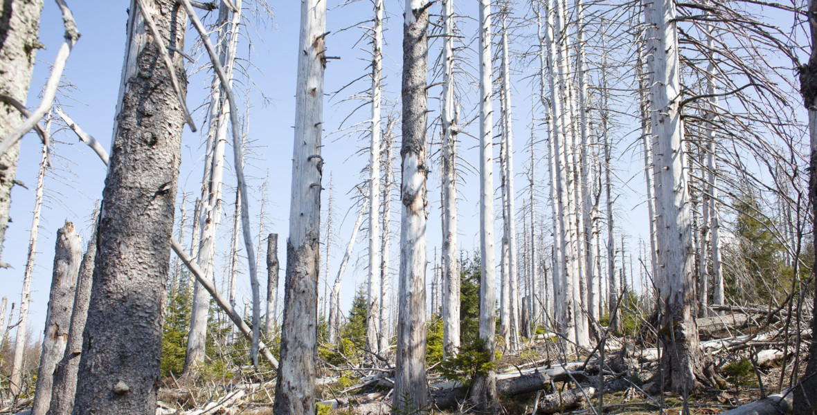 ”Granbarkborrens framfart är brutal” | Tidningen Extrakt