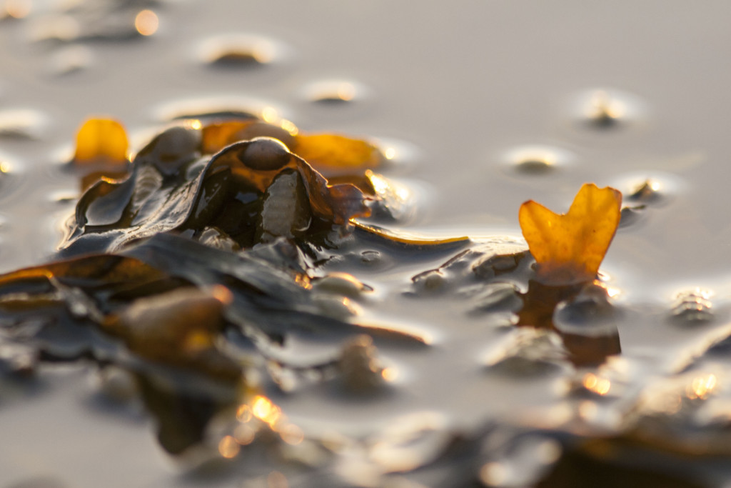 Hydropower affects species beyond fish | Magazine Extrakt