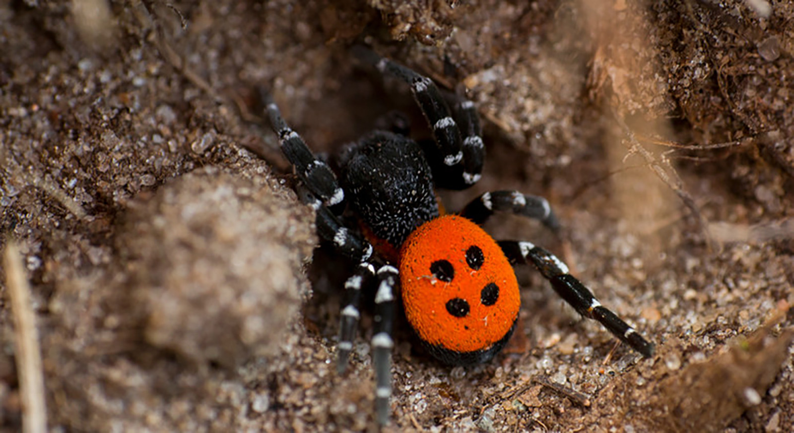 Skadegörelse hot mot sällsynt spindel | Tidningen Extrakt