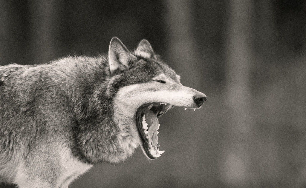 På spaning efter Sveriges mest populära djur | Tidningen Extrakt