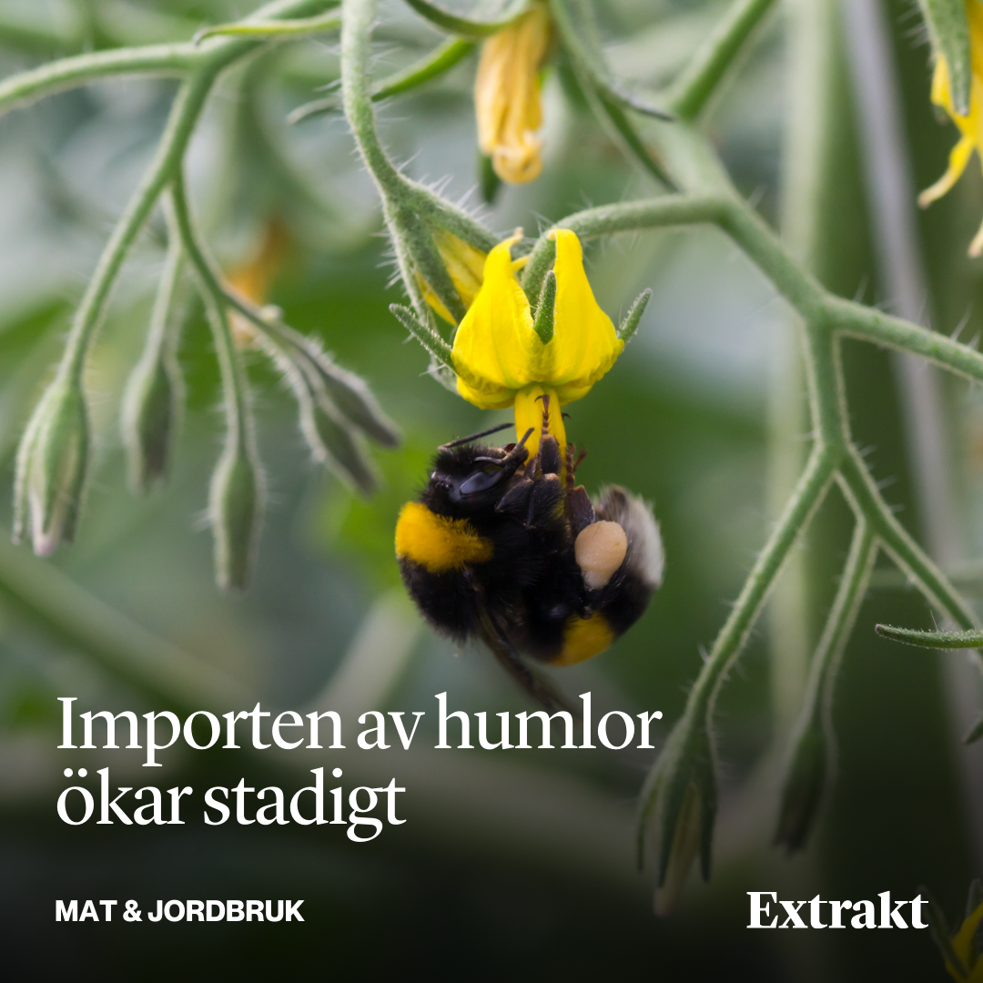 Importen av humlor ökar stadigt | Tidningen Extrakt