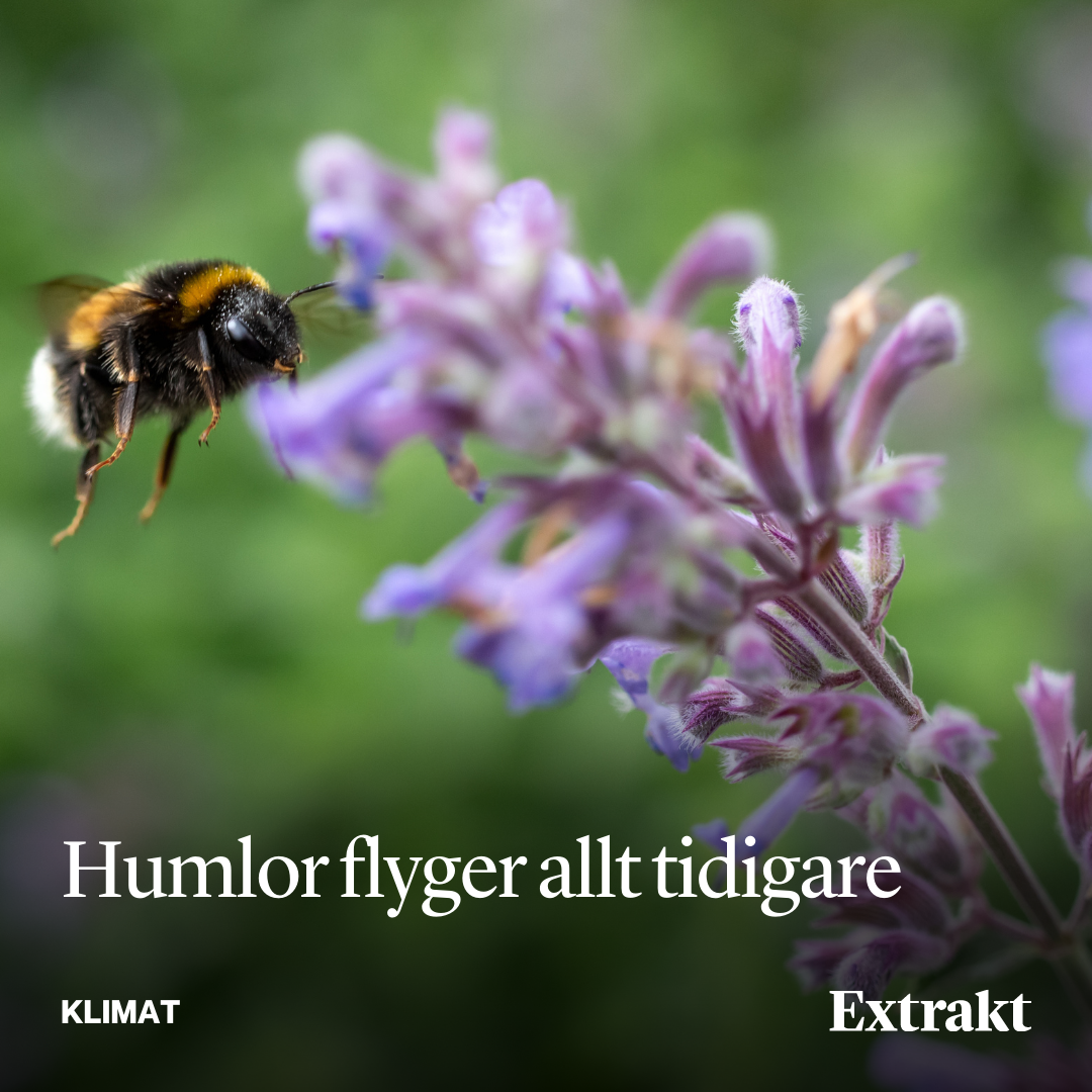 Humlor flyger allt tidigare | Tidningen Extrakt