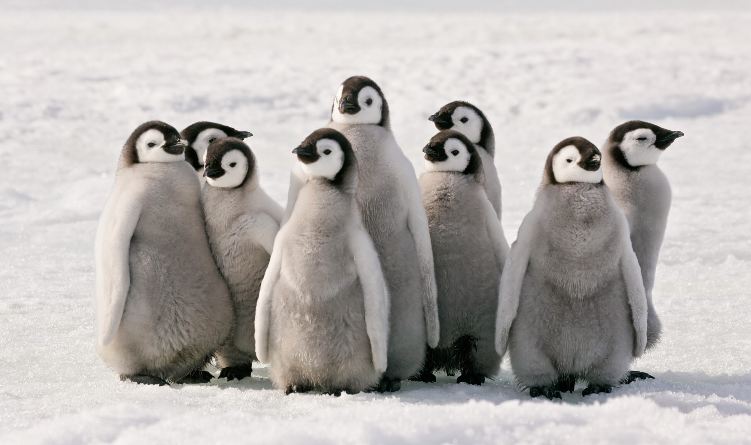 Pingvinungar drunknar när Antarktis is smälter | Tidningen Extrakt