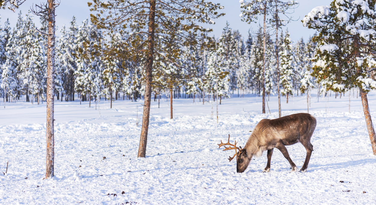 Renar hittar mindre mat i skog med contortatall | Tidningen Extrakt