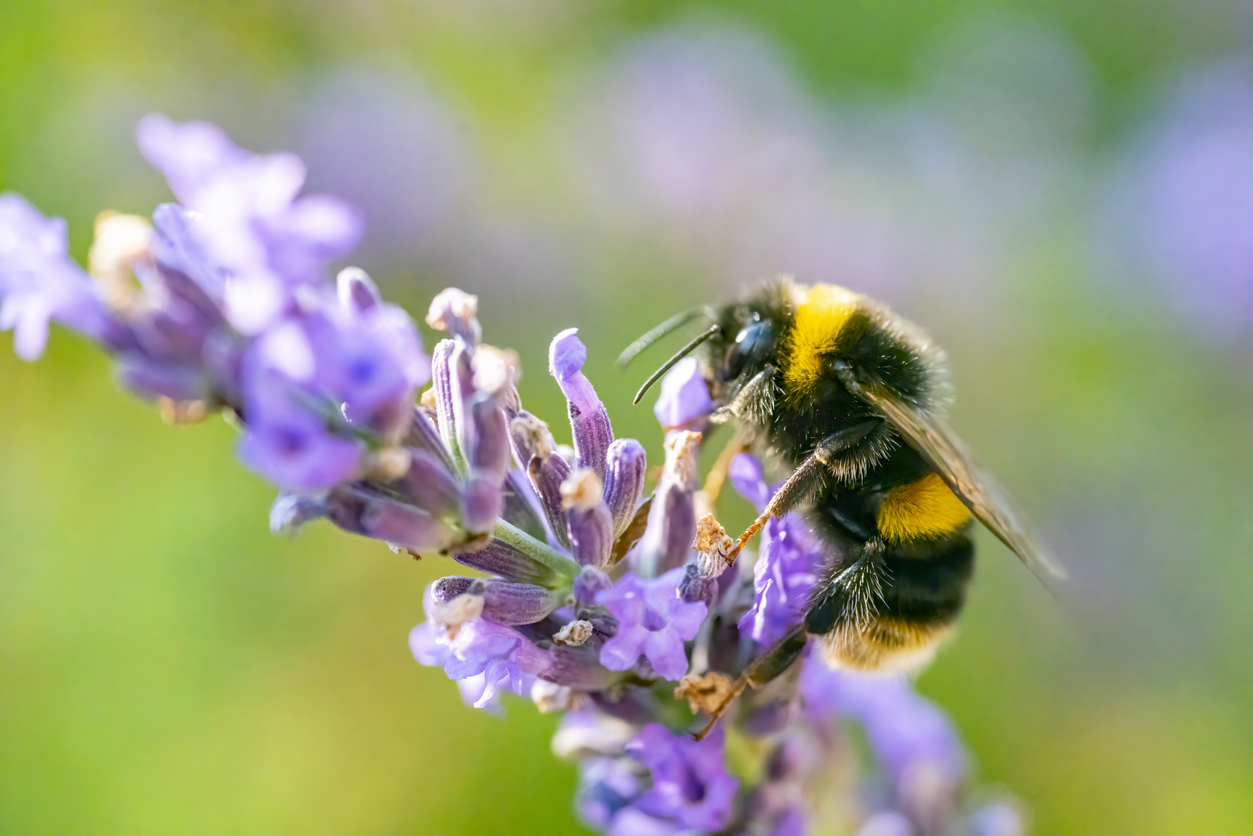 Bekämpningsmedel fortsätter orsaka problem för humlor | Tidningen Extrakt