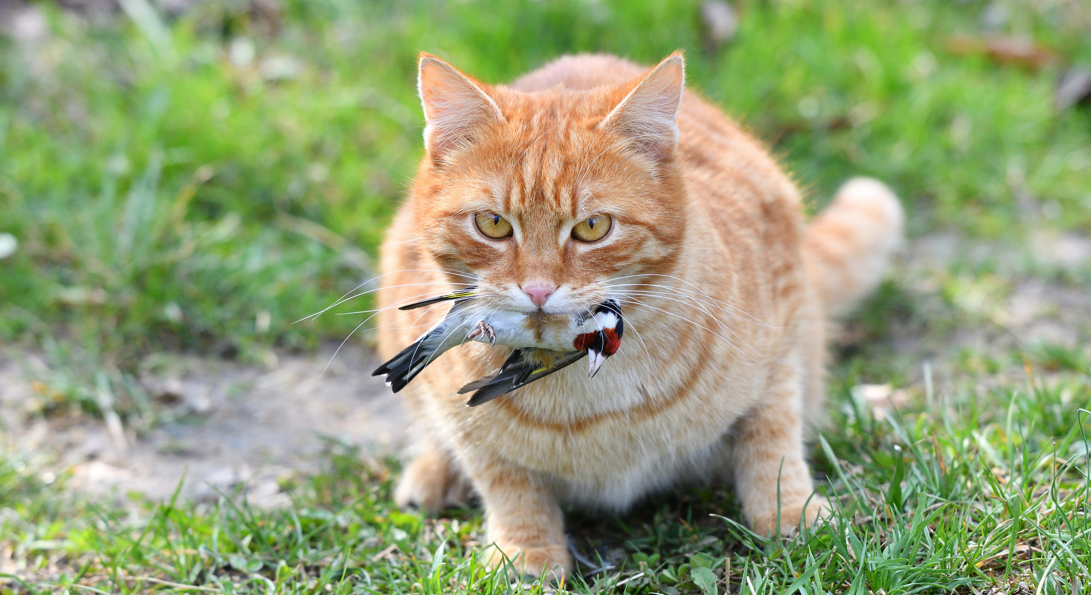 Katter tar fler djur än väntat – även hotade arter | Tidningen Extrakt