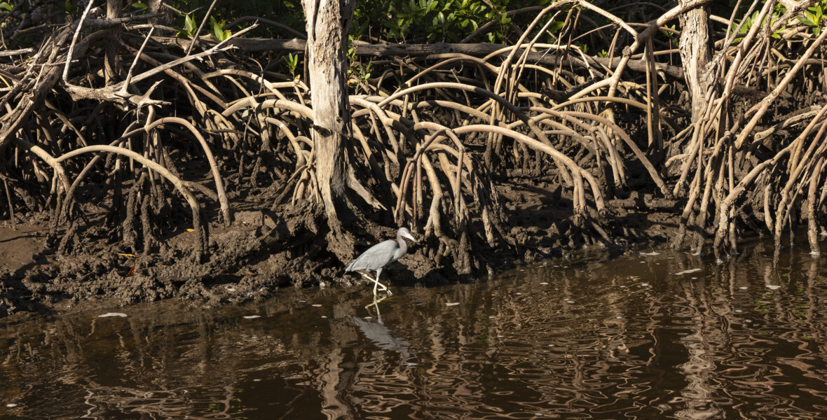Här ökar havsnivån en centimeter om året | Tidningen Extrakt