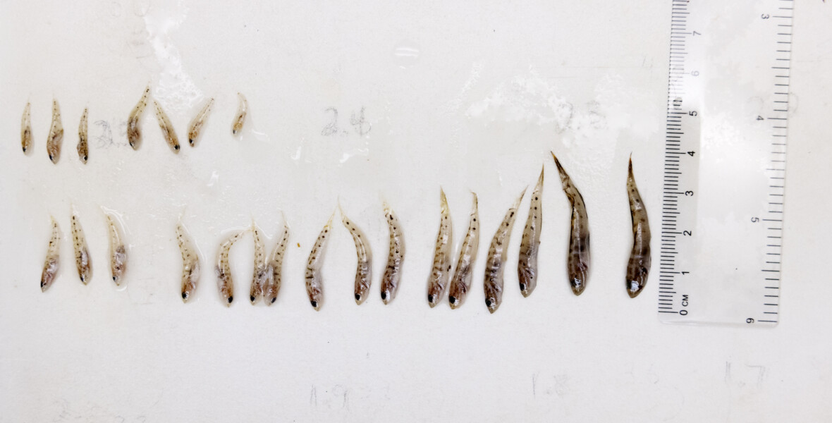 Här ökar havsnivån en centimeter om året | Tidningen Extrakt