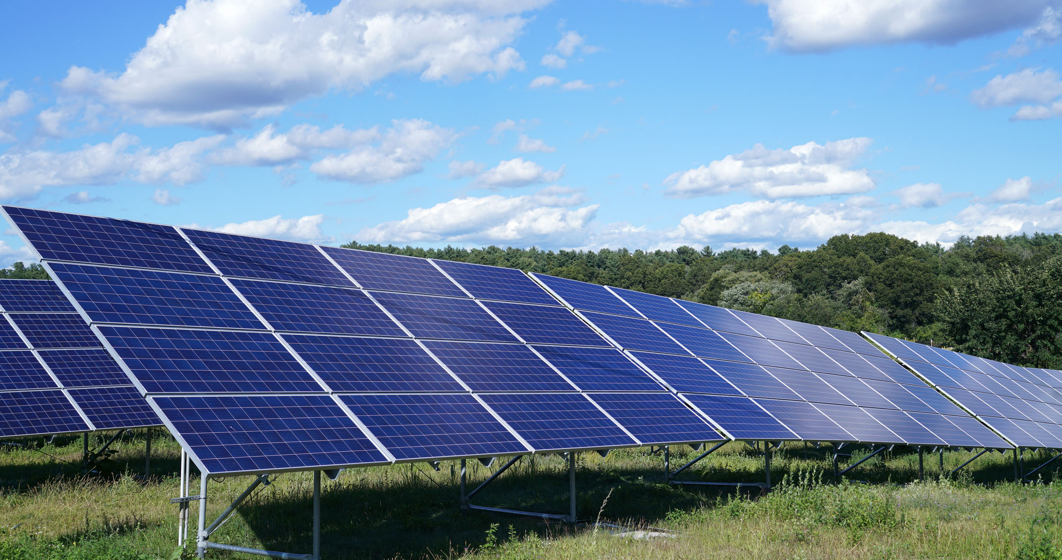 Solcellsparker kan lyfta den biologiska mångfalden | Tidningen Extrakt